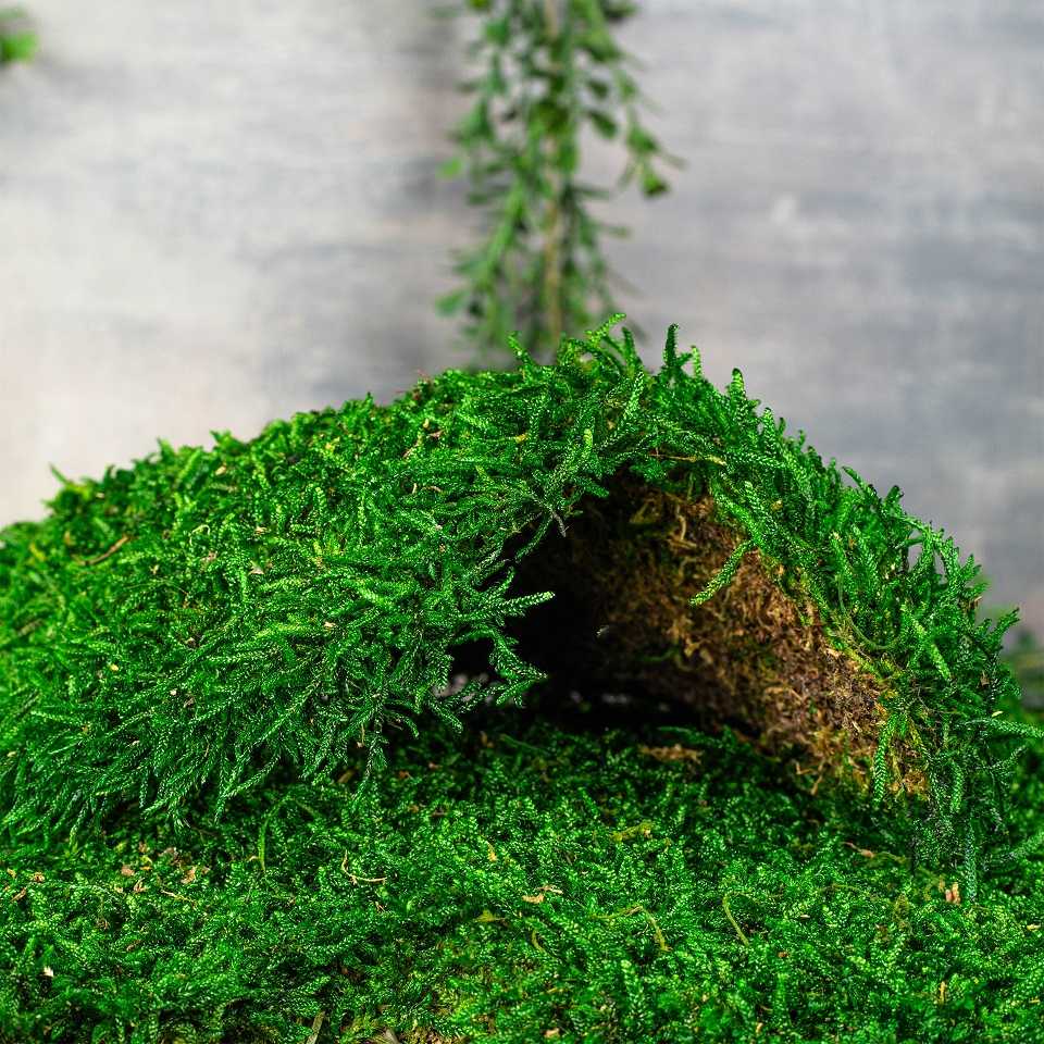 Muschio piatto - Francese - Verde scuro :: Muschioshop.it