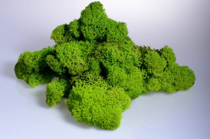 Stabilisiertes Moos - _promo:HAPPYNEWYEAR:20 :: Mooslager