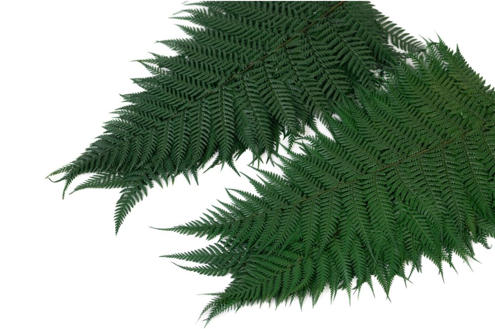 Stabilizirana praprot Brilliant :: Mahoshop