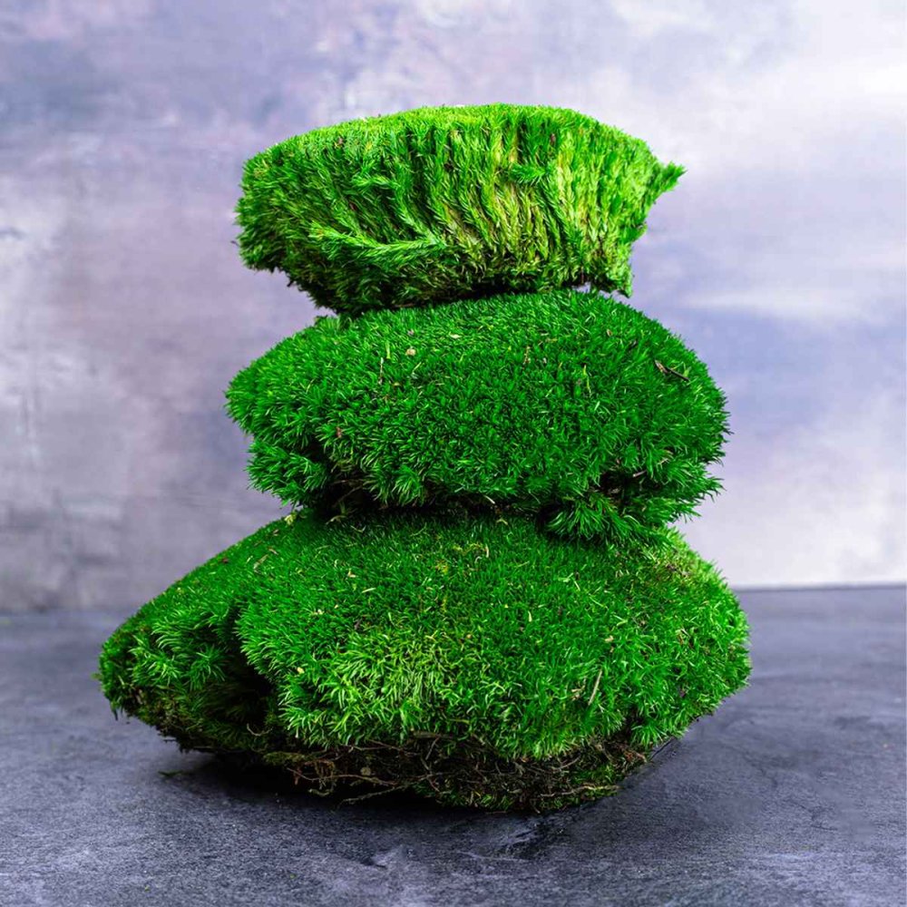 Muschio sferico - Verde mela :: Muschioshop.it