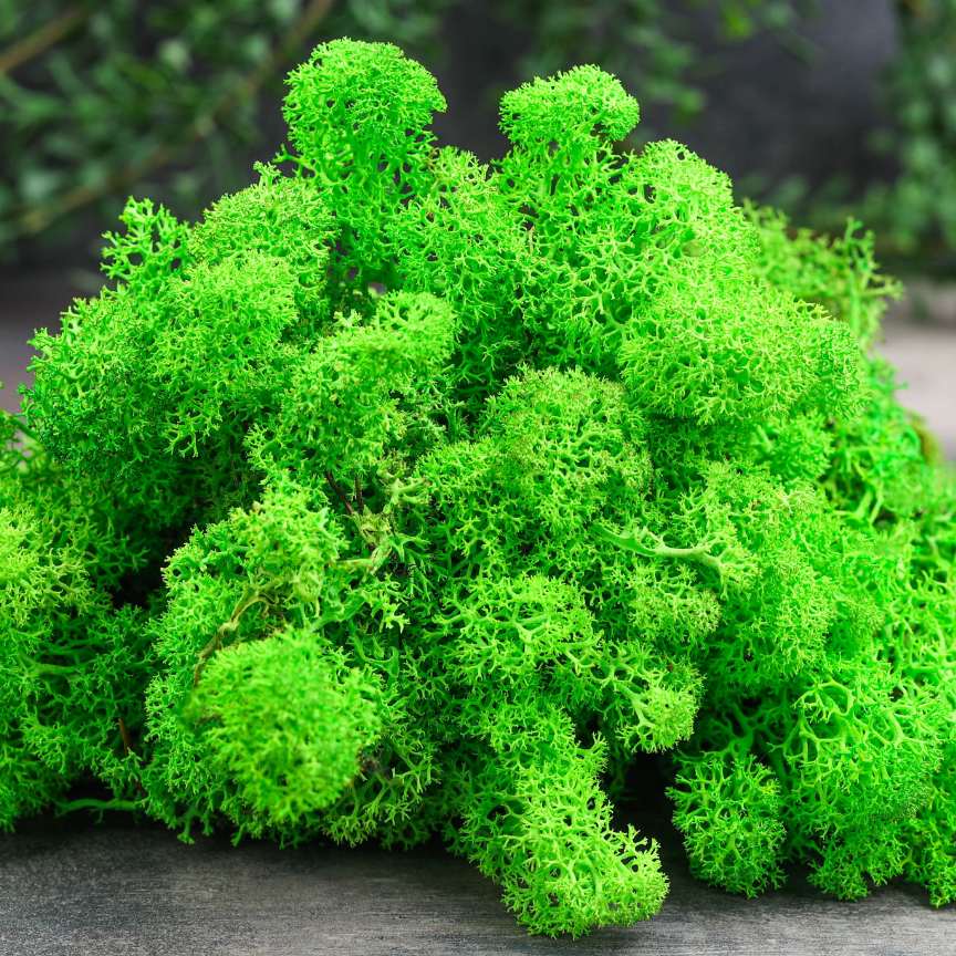 Stabilizovaný mach - lišajník - Svetlozelená :: Machovna.sk