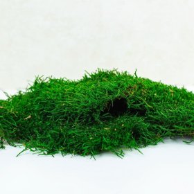 Stabilizované rastliny