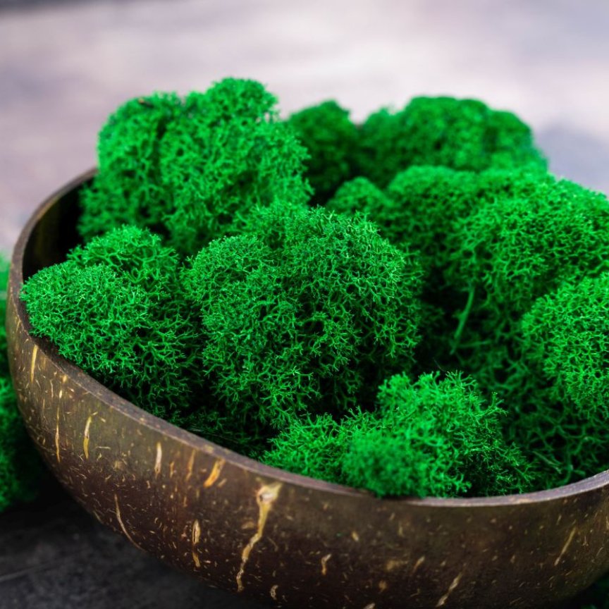 Gereinigtes stabilisiertes Moos - Islandmoos - Smaragdgrün- Finnisch ...