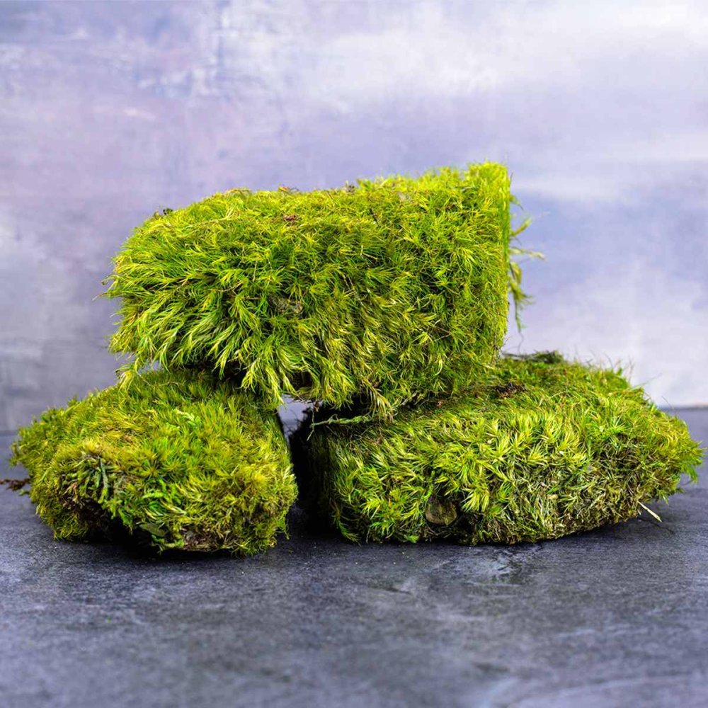 Muschio sferico - "Riccio" - Verde chiaro :: Muschioshop.it