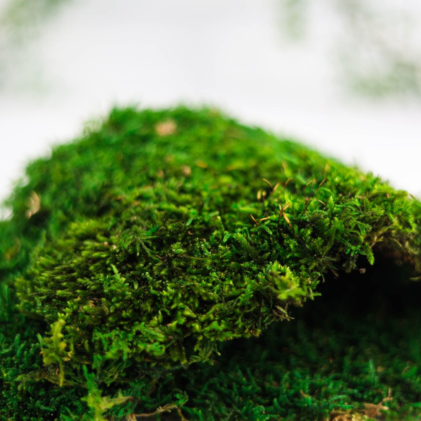 Plochý mech - Přírodní zelená :: Mechovna.cz