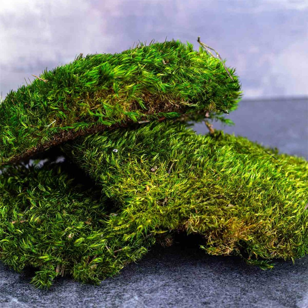 Muschio sferico - Provenzale :: Muschioshop.it