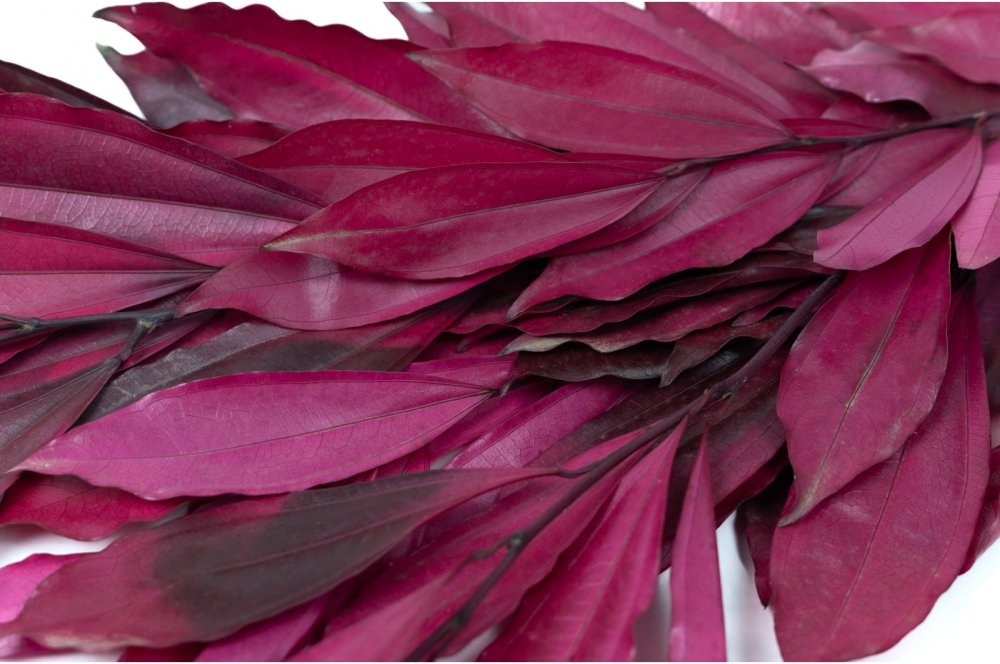 Stabilizovaný Cocolus - Vínový :: Mechovna.cz