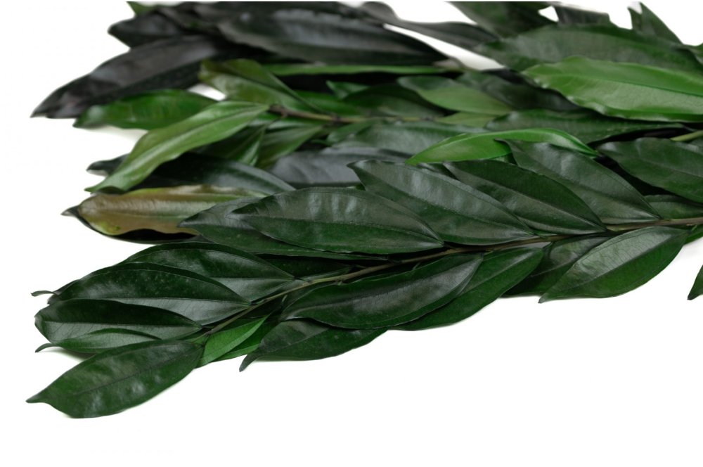 Cocolus stabilizzato :: Muschioshop.it